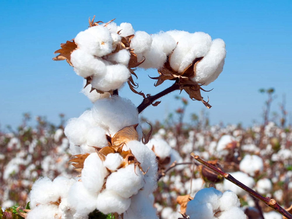 Pre Shrunk Cotton Vs Regular Cotton: What's The Difference?